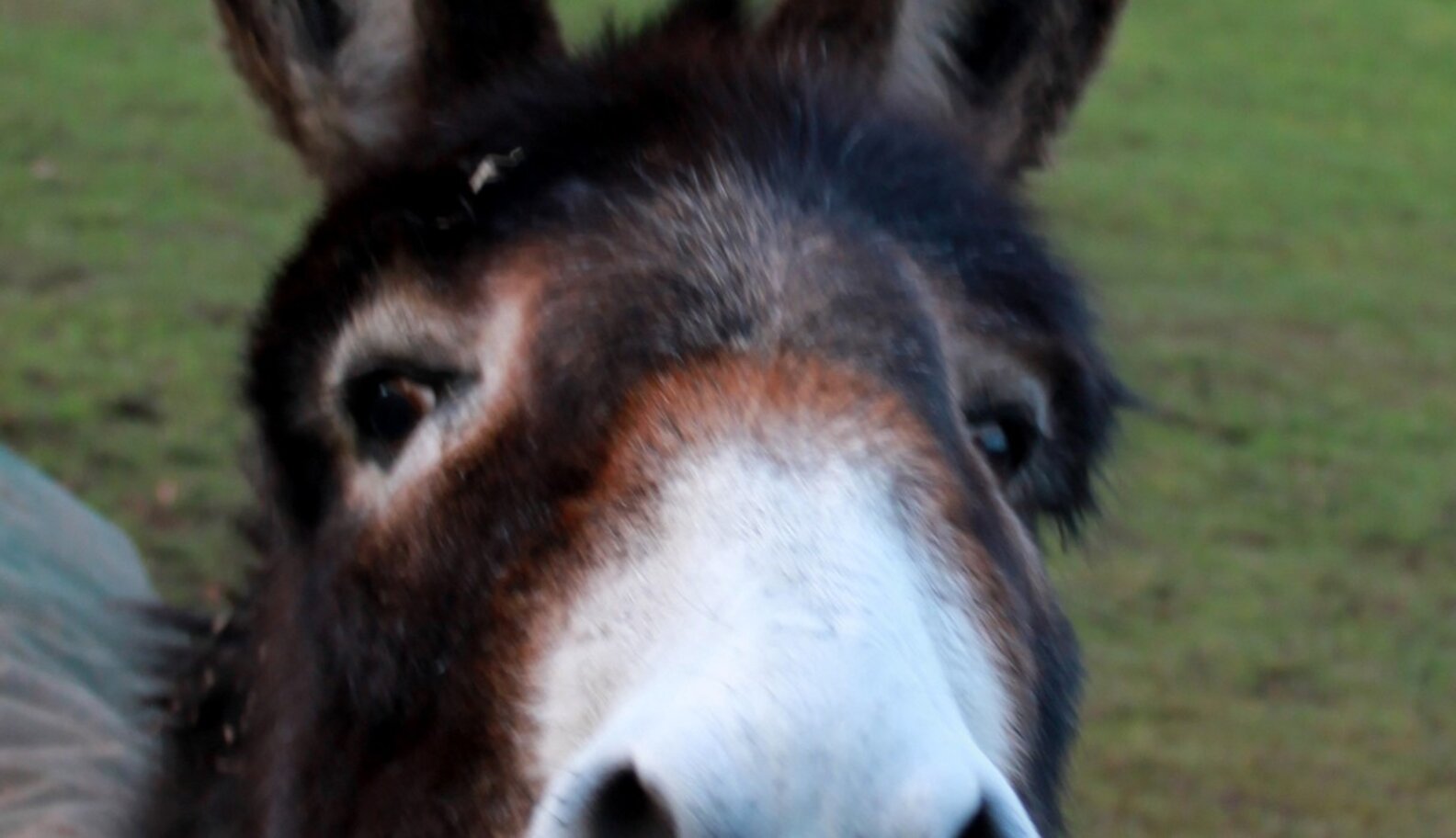 15 Donkeys Who Prove They Re Secretly The Cutest Animal The Dodo