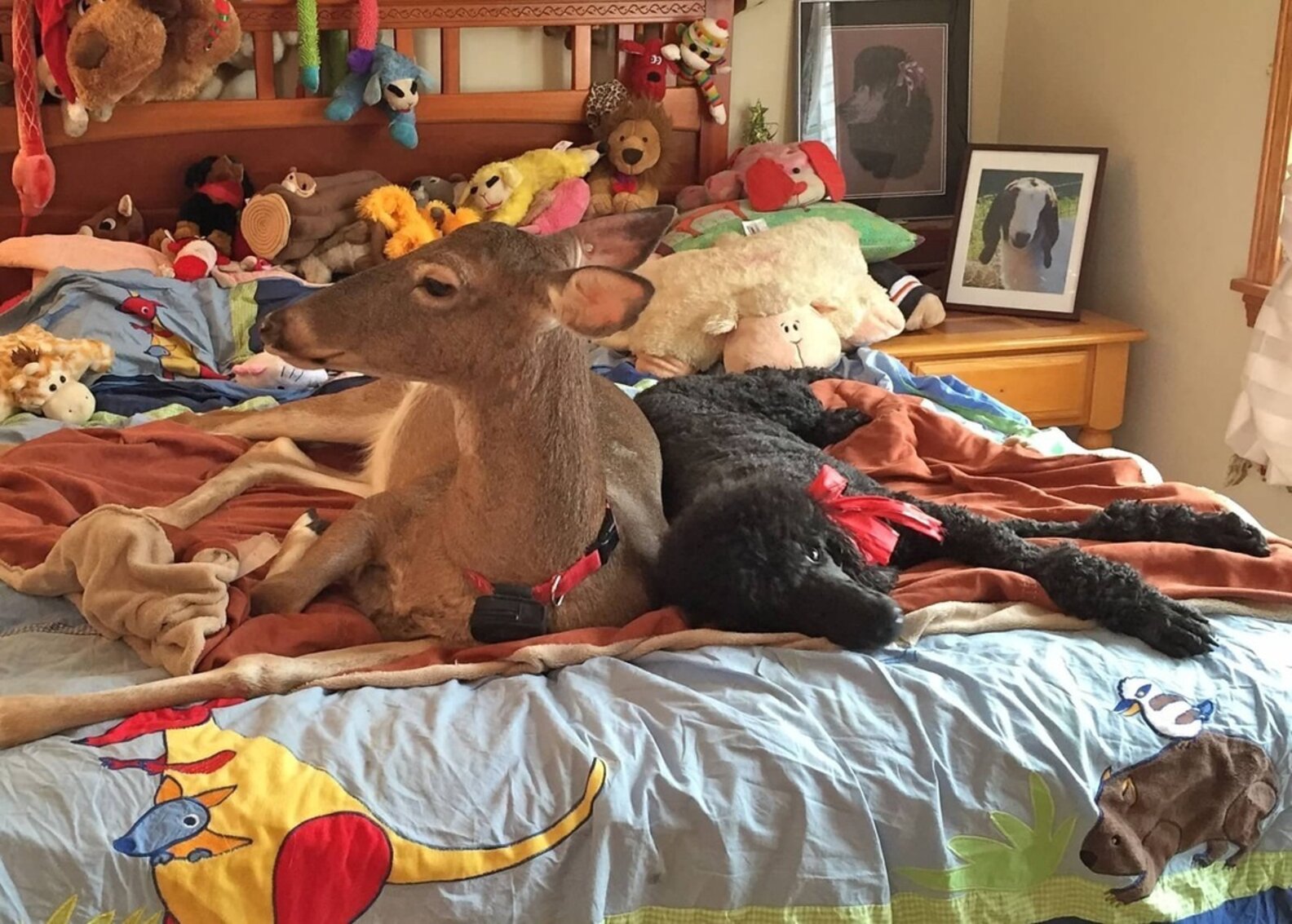 How My Pet Deer Saved My Life - The Dodo