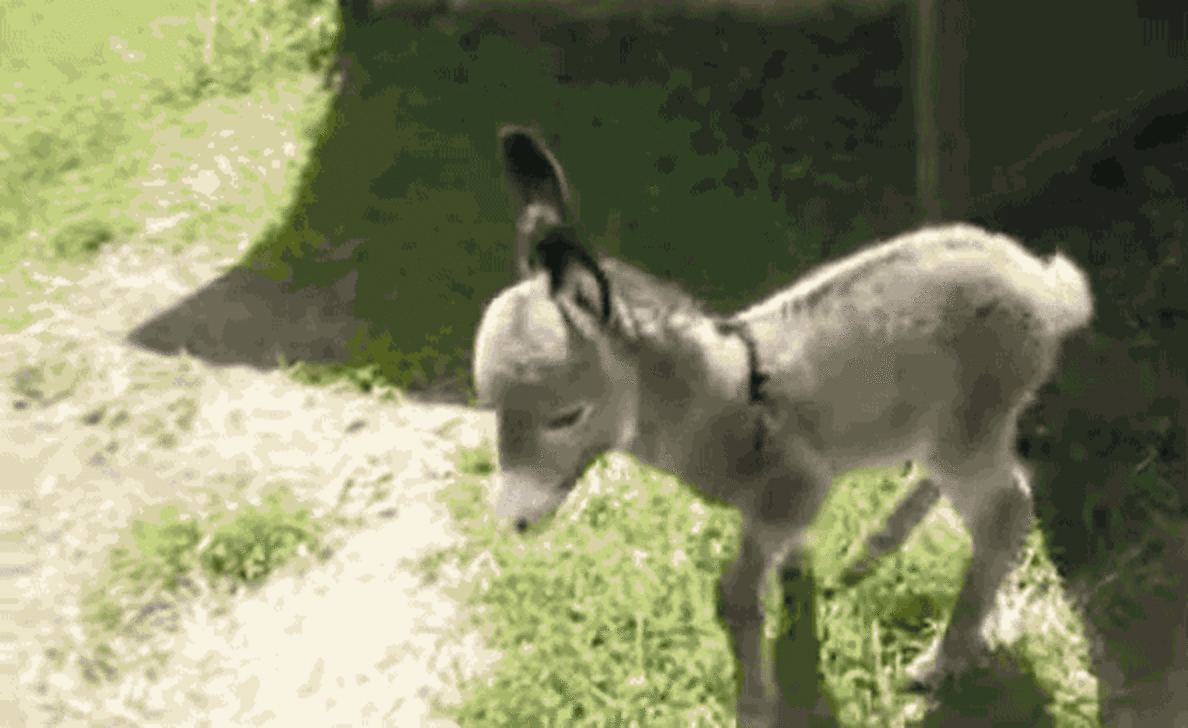 15 Donkeys Who Prove They Re Secretly The Cutest Animal The Dodo