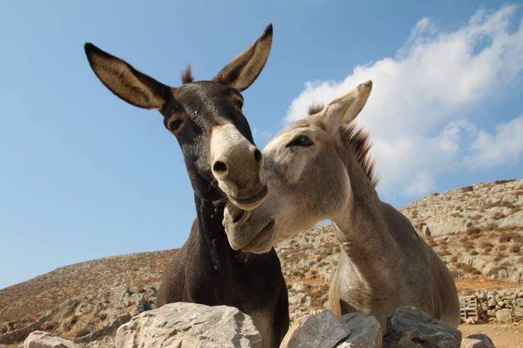 15 Donkeys Who Prove They're Secretly The Cutest Animal - The Dodo