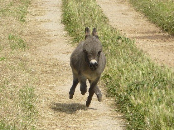 15 Donkeys Who Prove They're Secretly The Cutest Animal - The Dodo