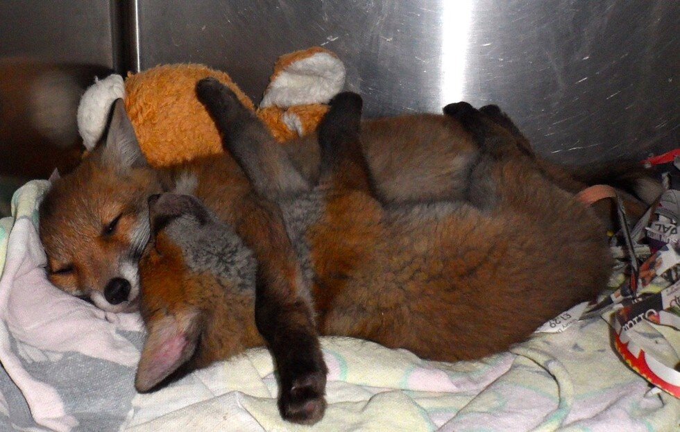 100 Orphaned Fox Kits Learn How To Be Wild - The Dodo