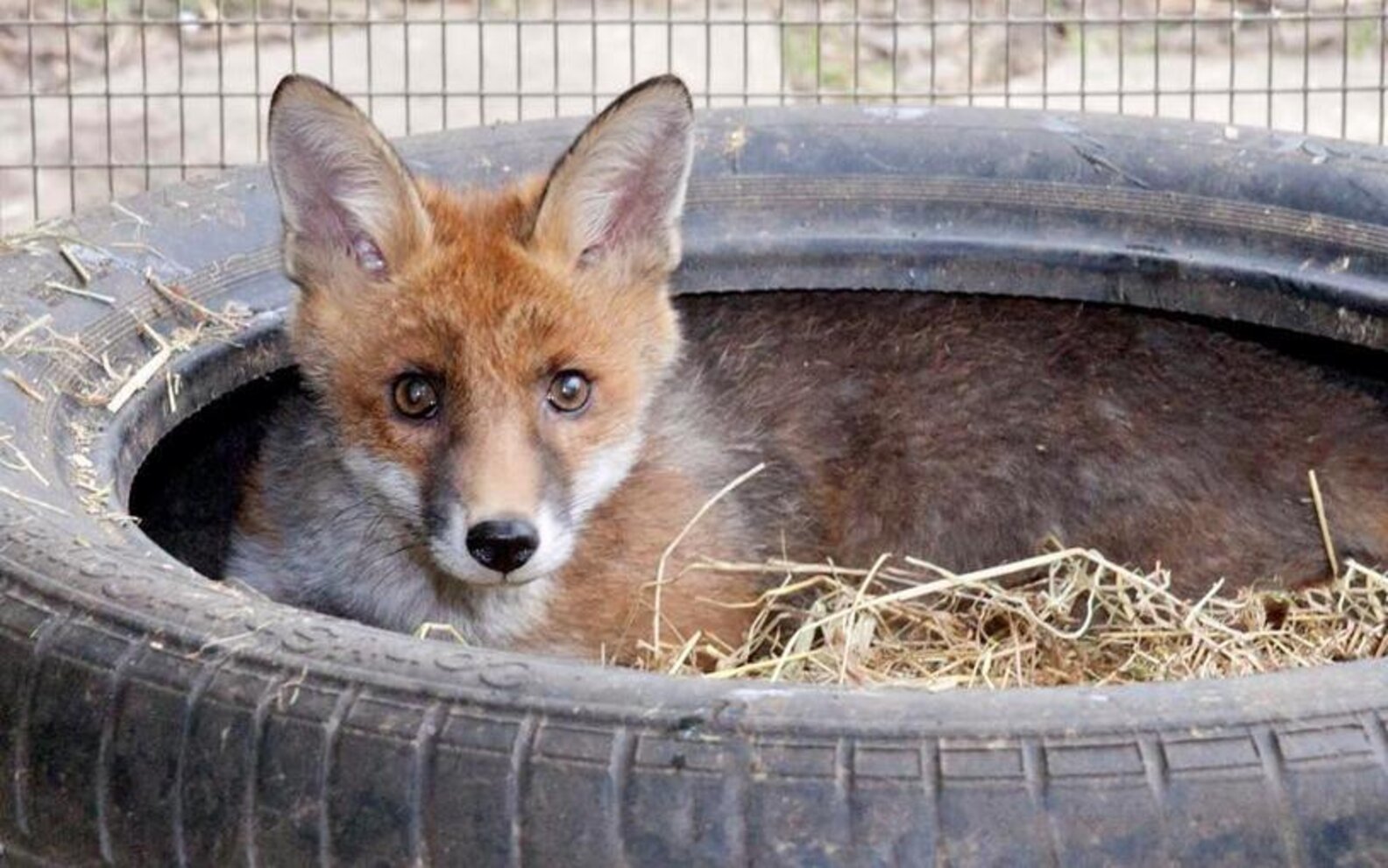 100 Orphaned Fox Kits Learn How To Be Wild - The Dodo