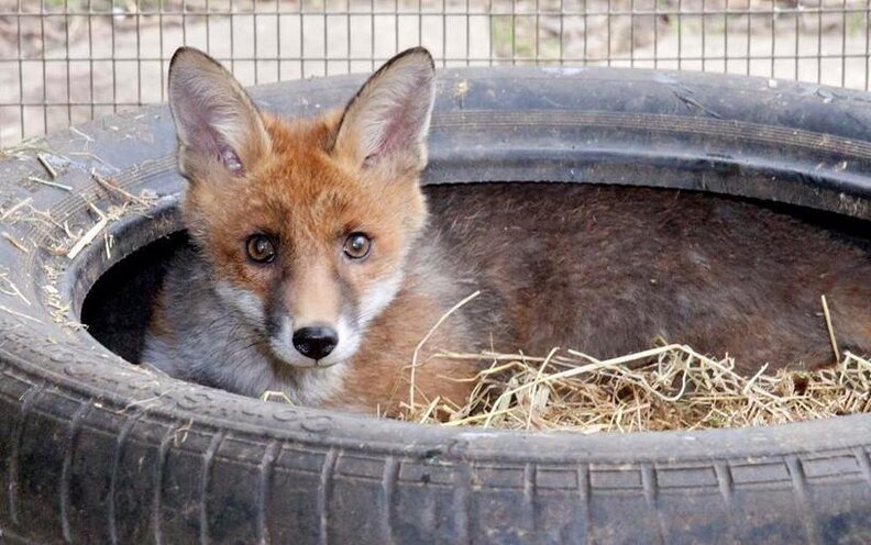 100 Orphaned Fox Kits Learn How To Be Wild - The Dodo