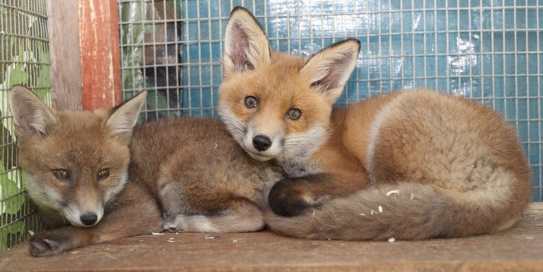 100 Orphaned Fox Kits Learn How To Be Wild - The Dodo