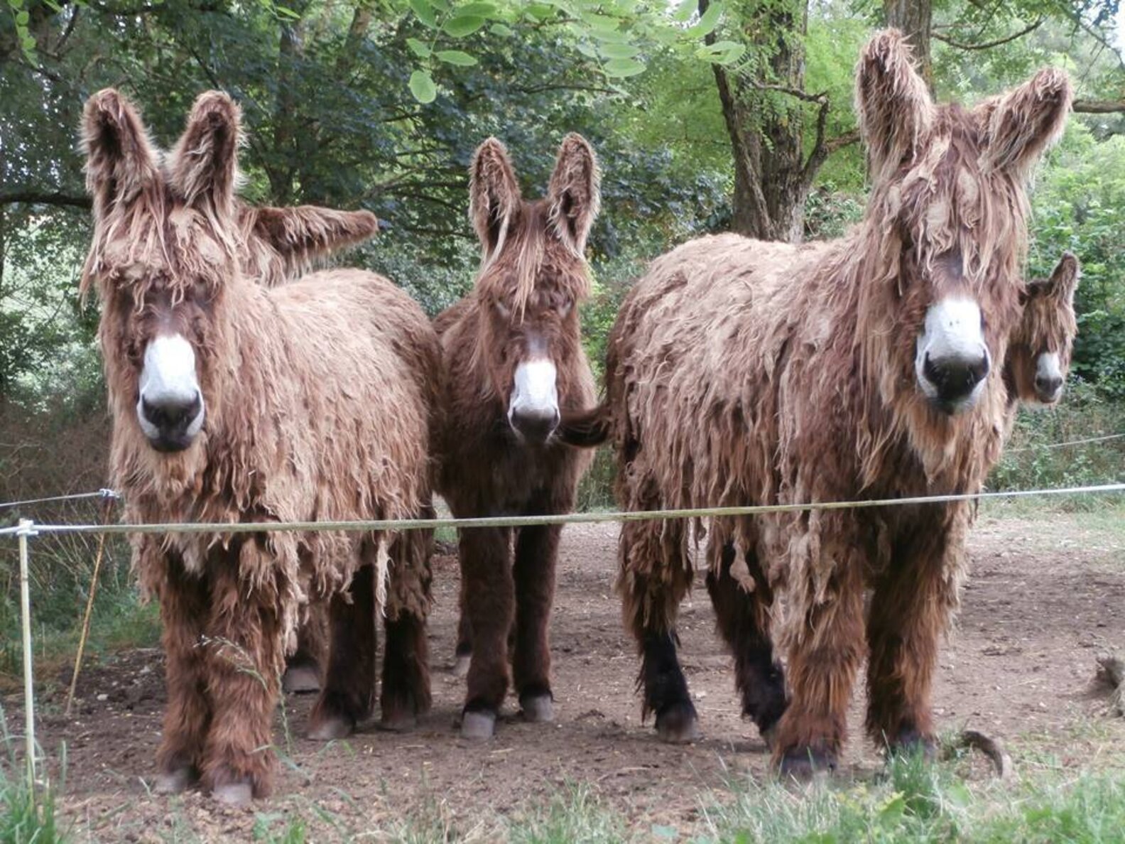 15 Donkeys Who Prove They're Secretly The Cutest Animal - The Dodo