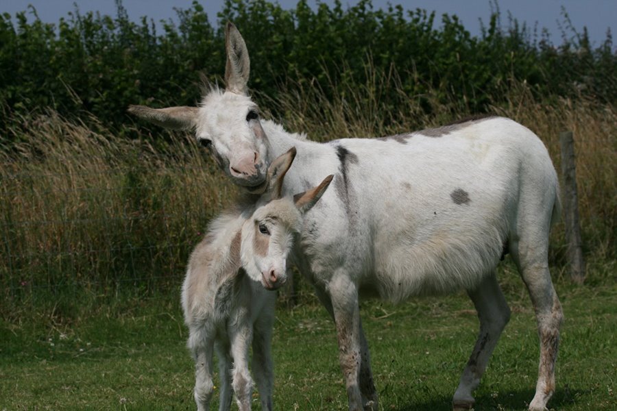 15 Donkeys Who Prove They're Secretly The Cutest Animal - The Dodo