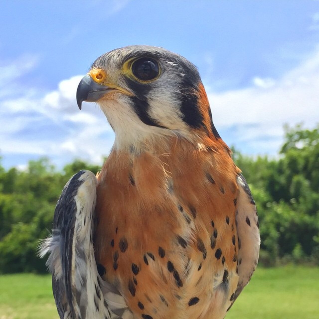 Sunny days mean sun for Falcor! Is it summer already? ??☀️# ...
