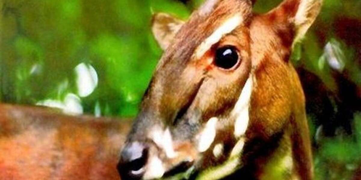Raising the profile of the saola - The Dodo