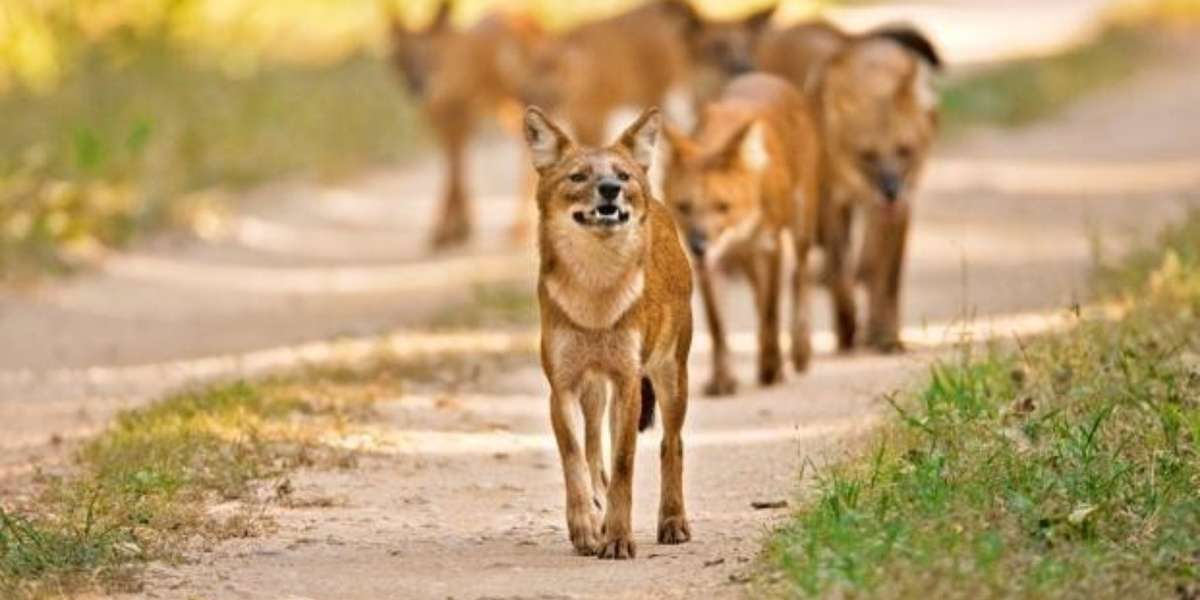 New Hope For Extremely Rare Wild Dog Spotted Once Again - The Dodo
