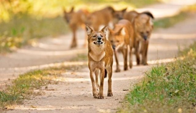 New Hope For Extremely Rare Wild Dog Spotted Once Again - The Dodo