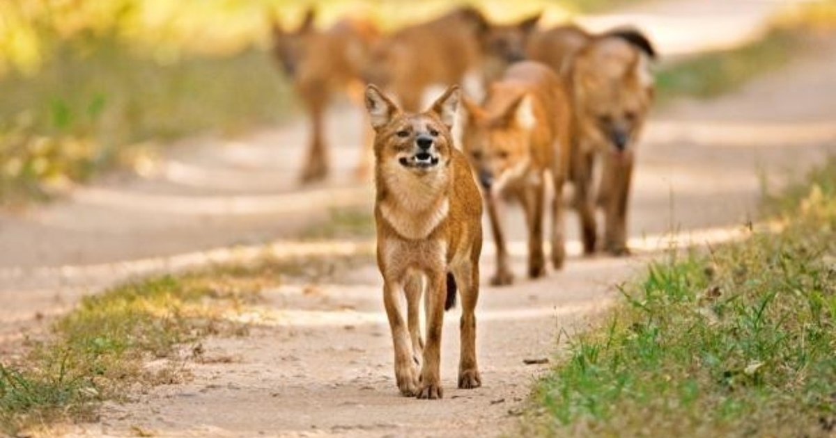 New Hope For Extremely Rare Wild Dog Spotted Once Again - The Dodo