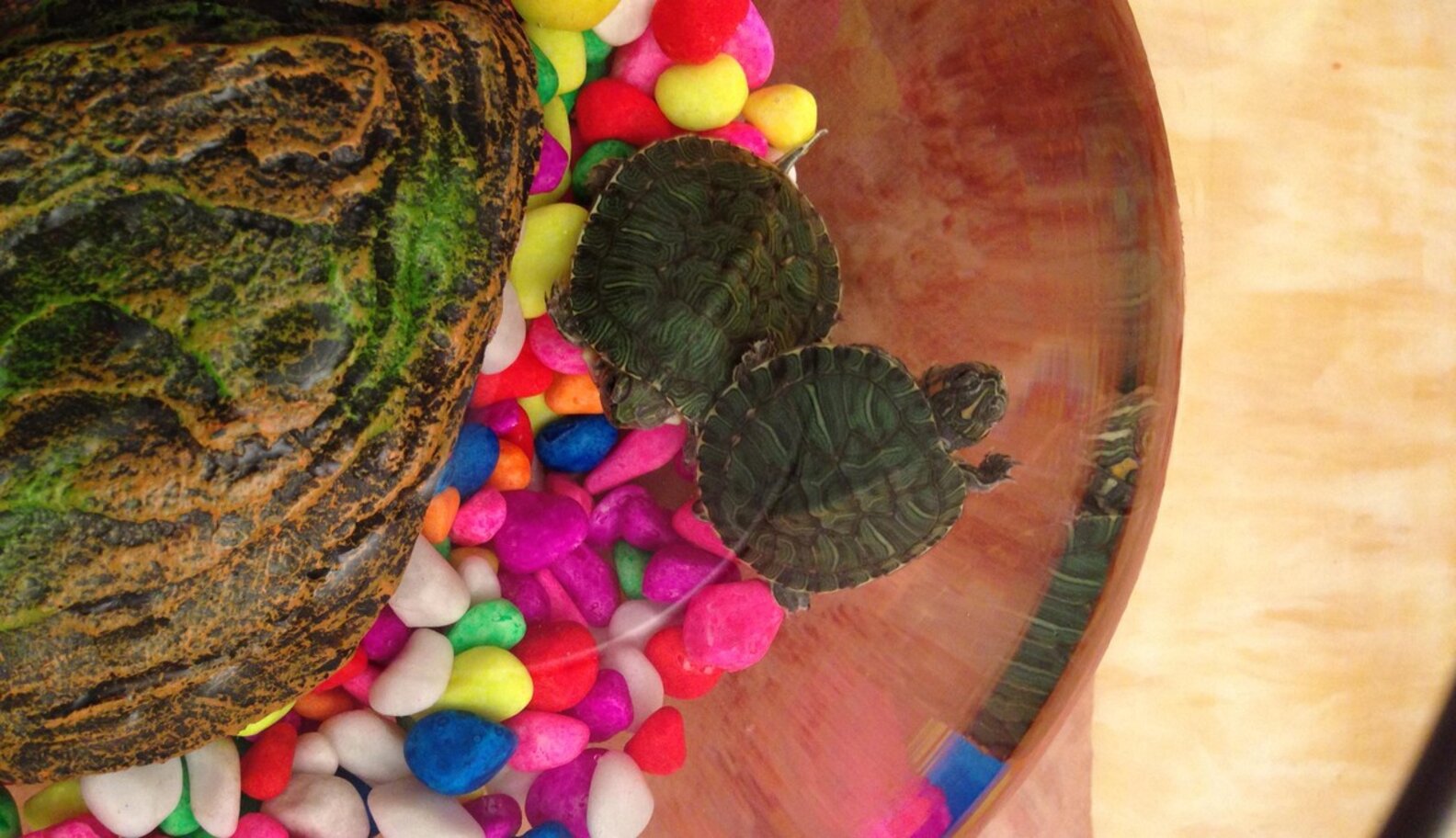 Meet Beyoncé And Jay Z: Ninja Turtles - The Dodo