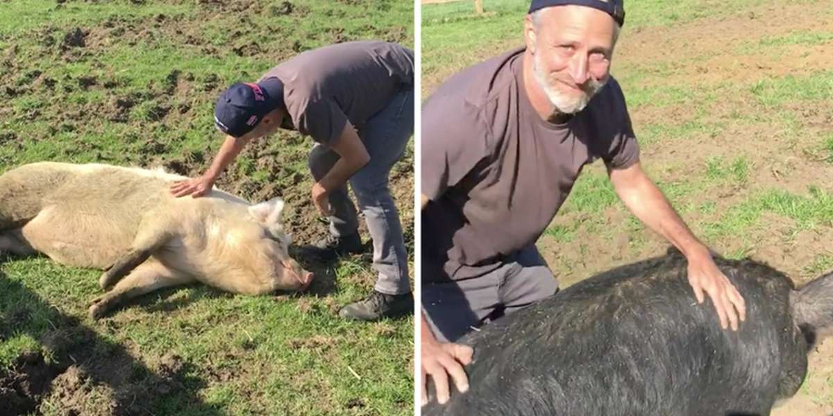 Jon Stewart Is So Happy To Be Petting The Pigs He Rescued - The Dodo