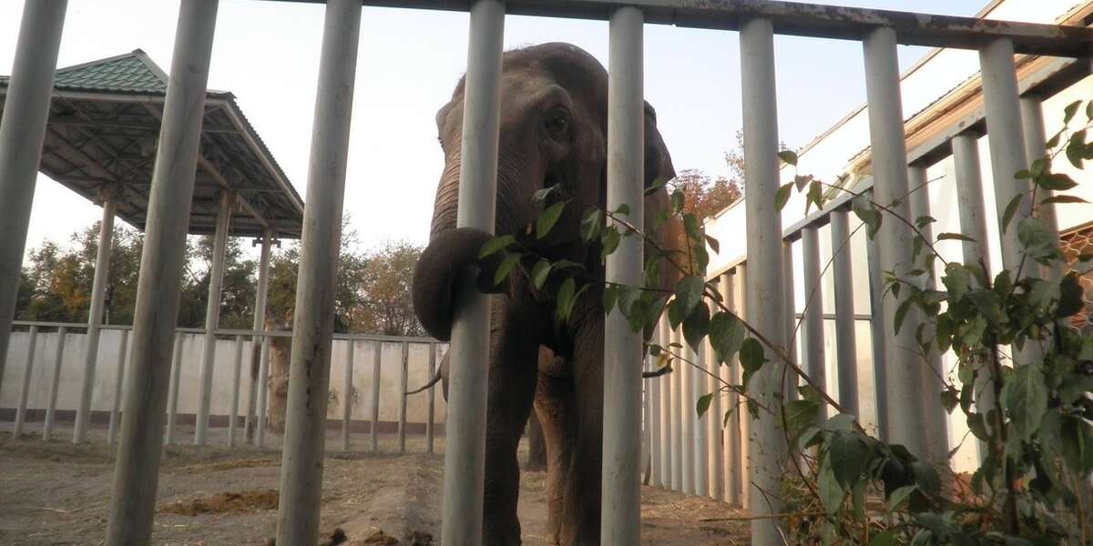 Starving Ukrainian Zoo Animals Saved By Donations From Locals - The Dodo