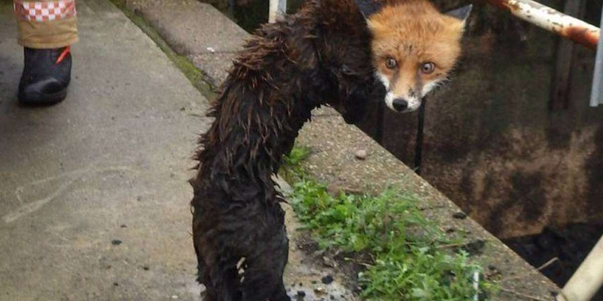 Fox's Swim In Sewage Ends In A Bath And A Fuzzy Towel - The Dodo