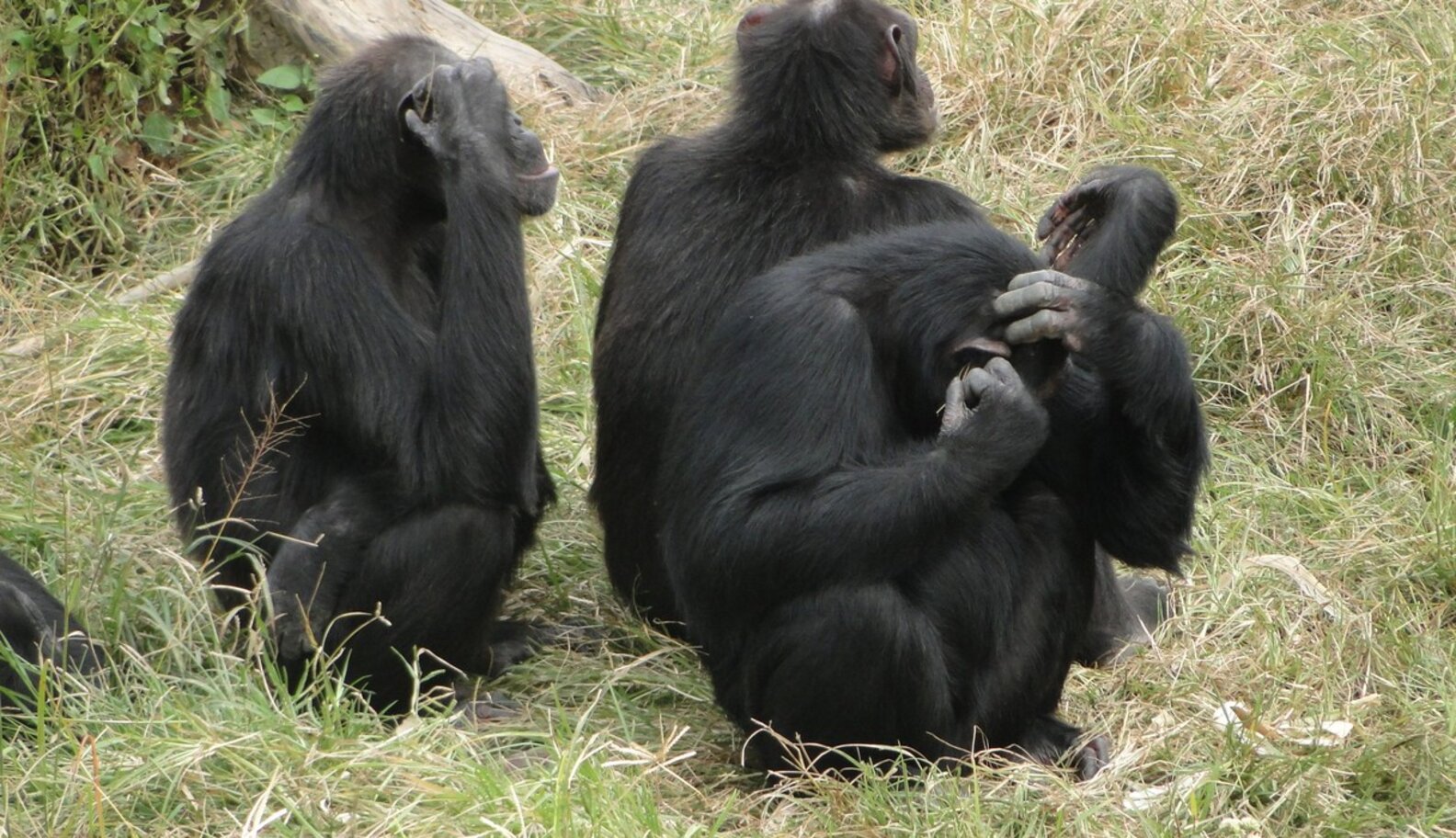 For The First Time, Chimpanzees Are Making A Fashion Statement ...