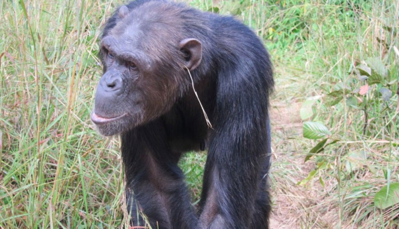 For The First Time, Chimpanzees Are Making A Fashion Statement ...