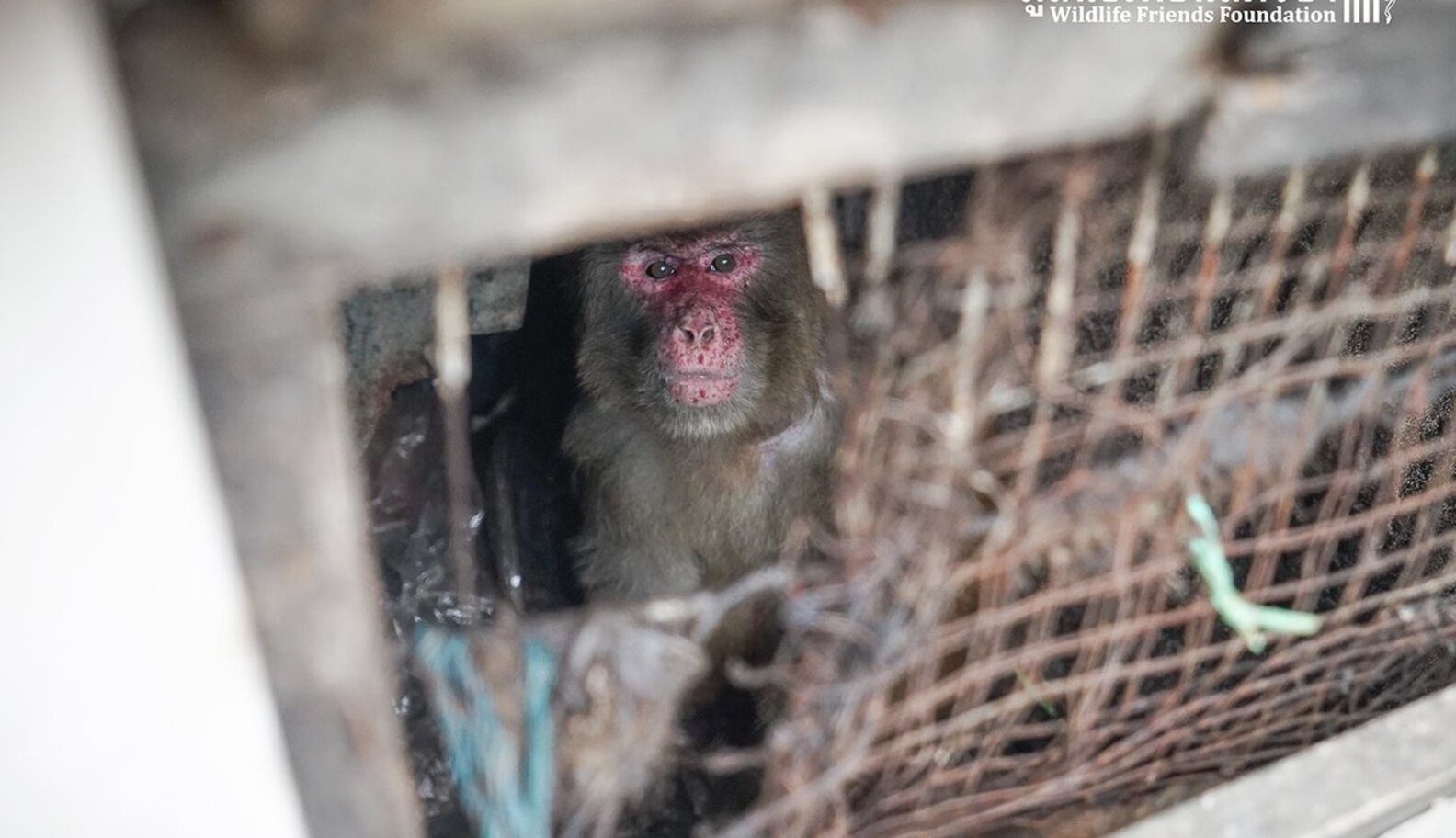 Monkey Was Trapped Between Two Buildings For 25 Years - The Dodo