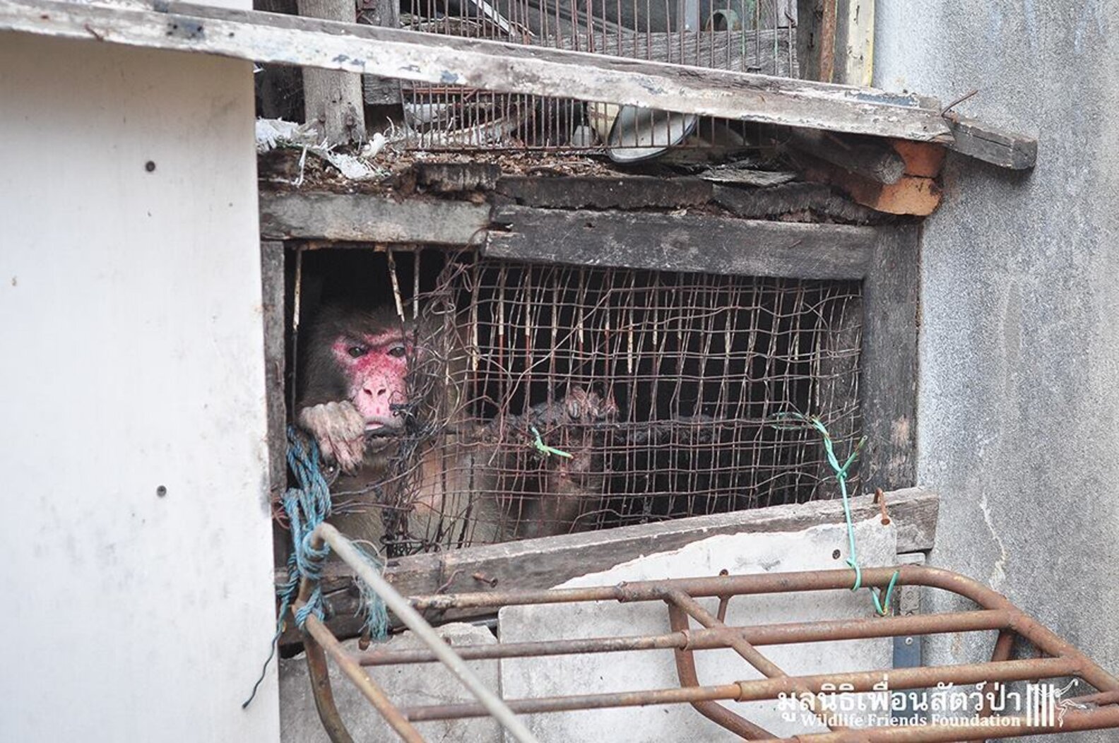 Monkey Was Trapped Between Two Buildings For 25 Years - The Dodo
