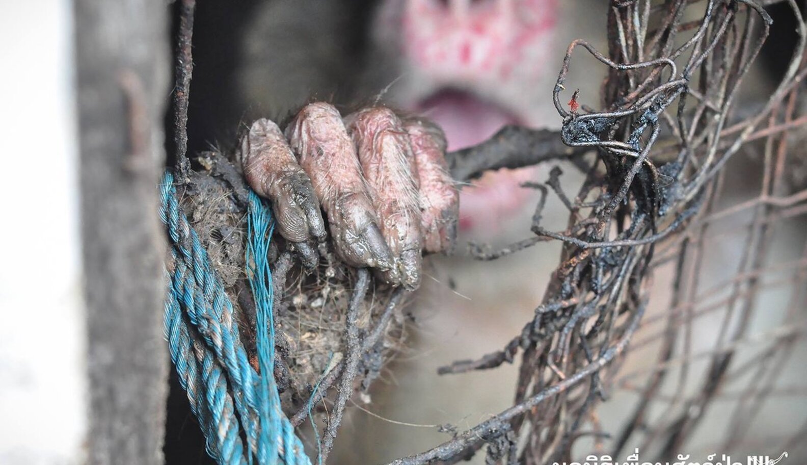 Monkey Was Trapped Between Two Buildings For 25 Years - The Dodo