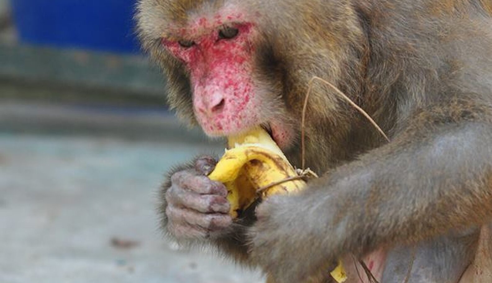 Monkey Was Trapped Between Two Buildings For 25 Years - The Dodo