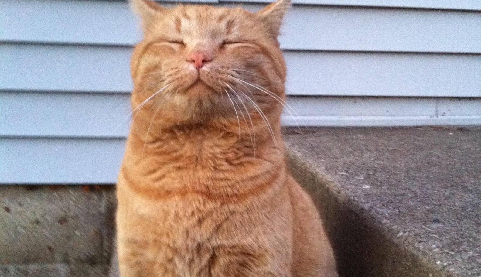 13 Important Pieces Of Life Advice From Cats - The Dodo