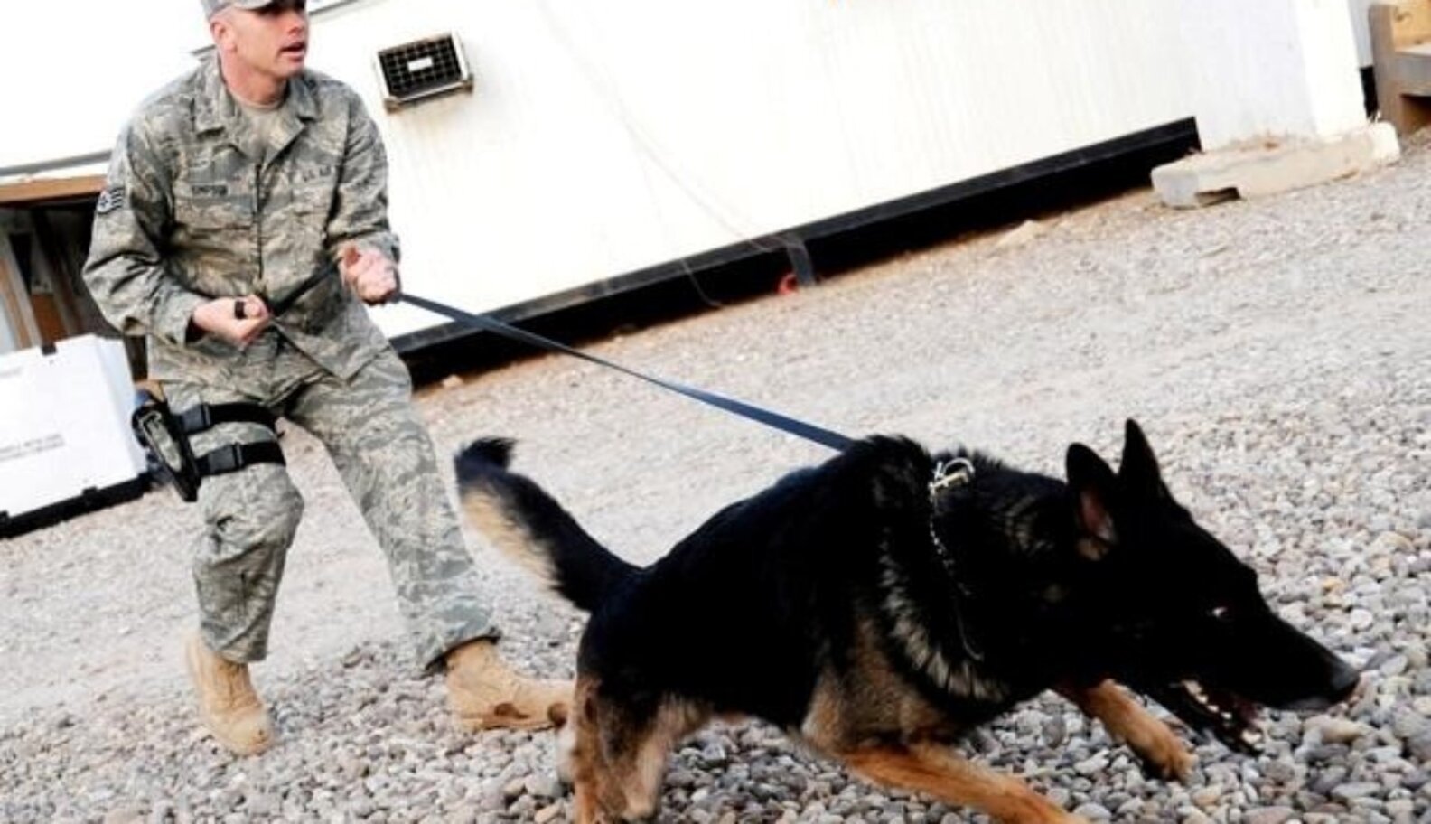Retired Military Dog Adopted By Air Force Handler - The Dodo