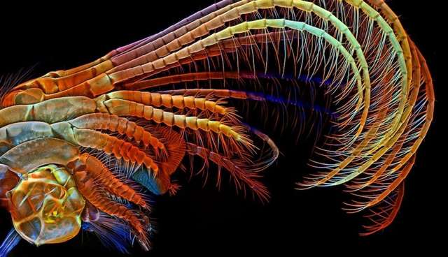 12 Stunning Microscopic Photos Reveal Secret World Of Tiny Animals ...