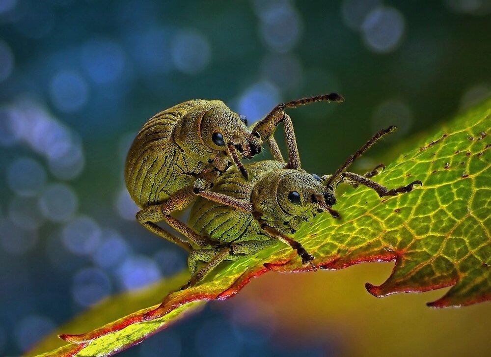 12 Stunning Microscopic Photos Reveal Secret World Of Tiny Animals ...