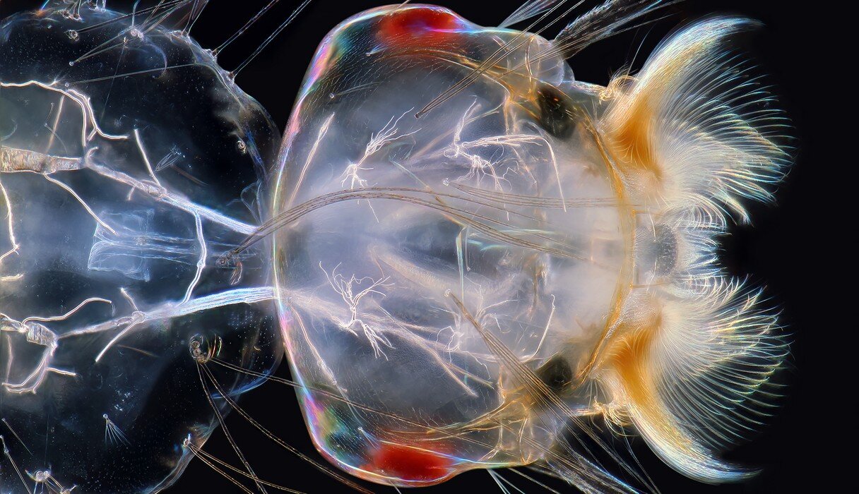 12 Stunning Microscopic Photos Reveal Secret World Of Tiny Animals ...