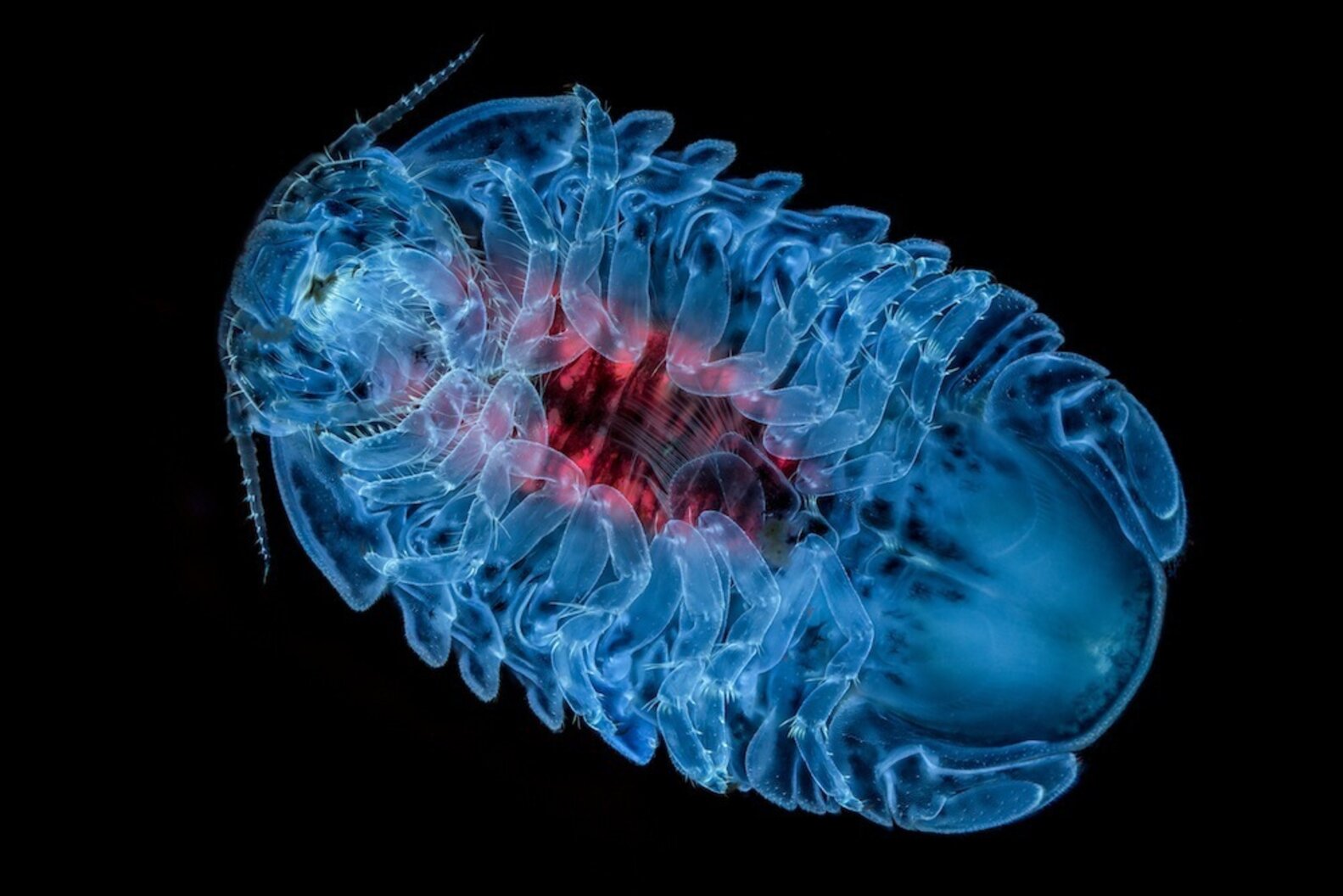 12 Stunning Microscopic Photos Reveal Secret World Of Tiny Animals ...