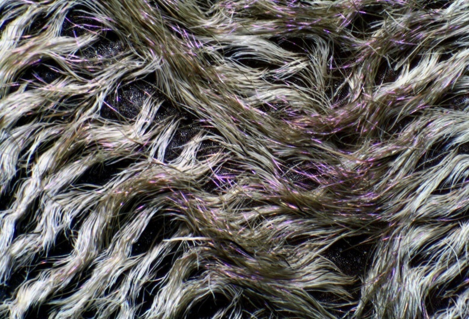 12 Stunning Microscopic Photos Reveal Secret World Of Tiny Animals ...