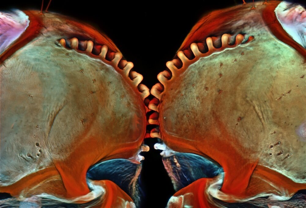 12 Stunning Microscopic Photos Reveal Secret World Of Tiny Animals ...