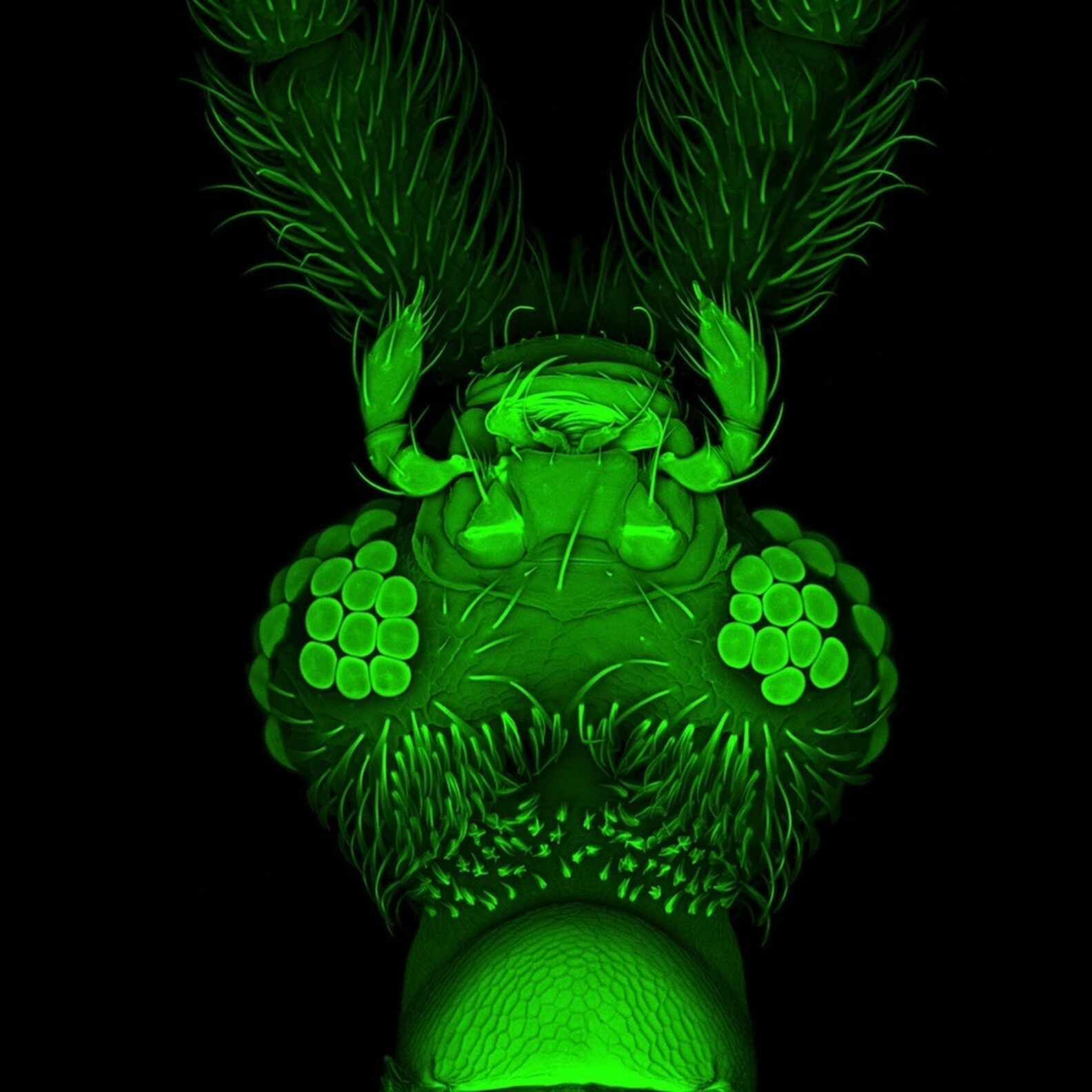 12 Stunning Microscopic Photos Reveal Secret World Of Tiny Animals ...