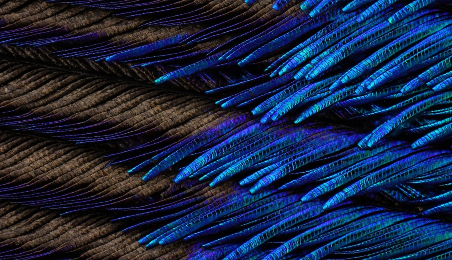 12 Stunning Microscopic Photos Reveal Secret World Of Tiny Animals ...