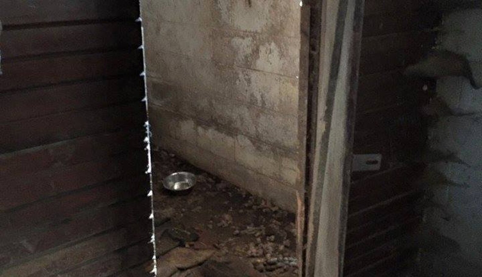 Dogs Who Spent 7 Months In A Basement Go Outside For The First Time ...