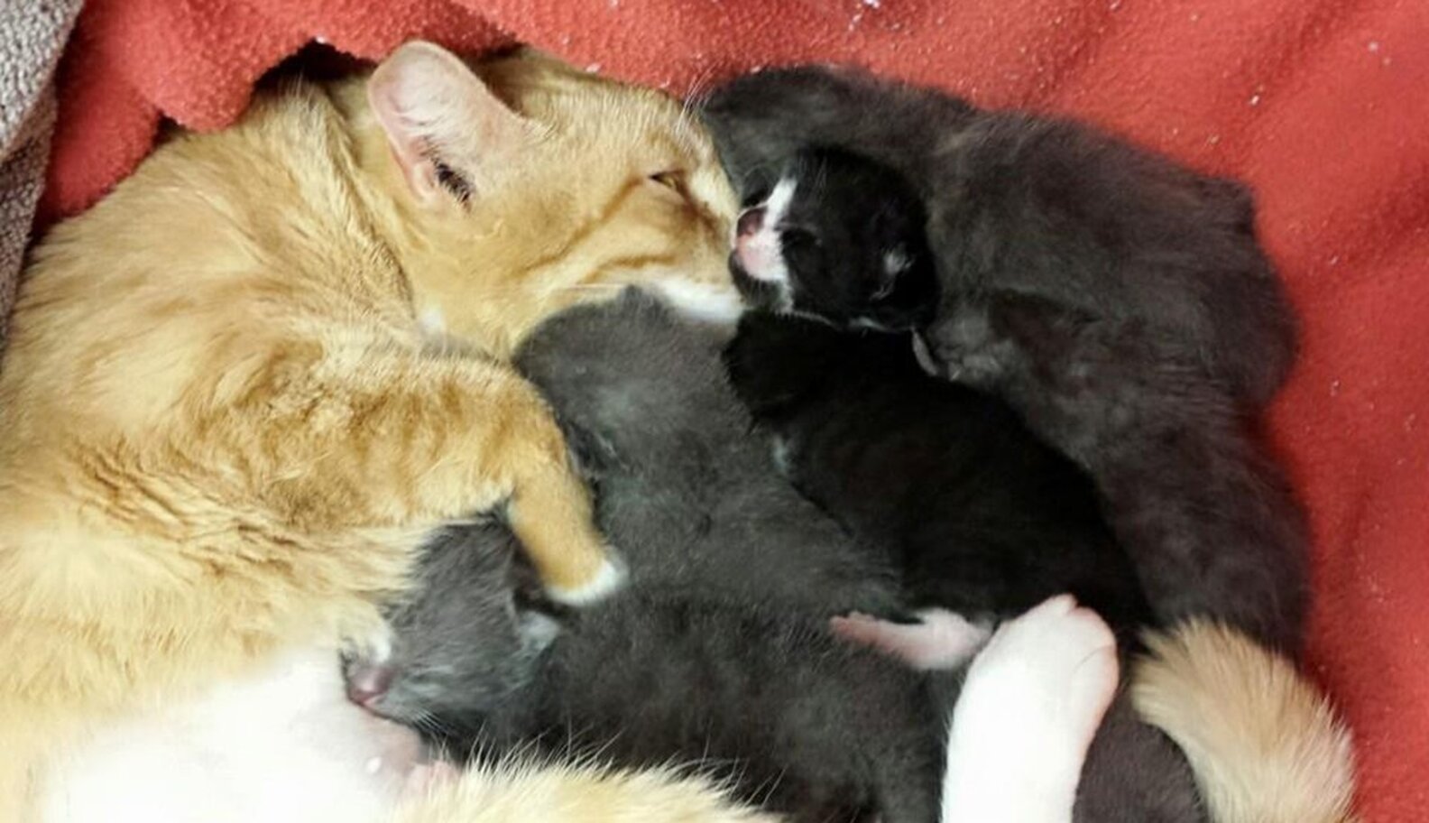 Orphaned Kittens Meet Their New Surrogate Mom - The Dodo
