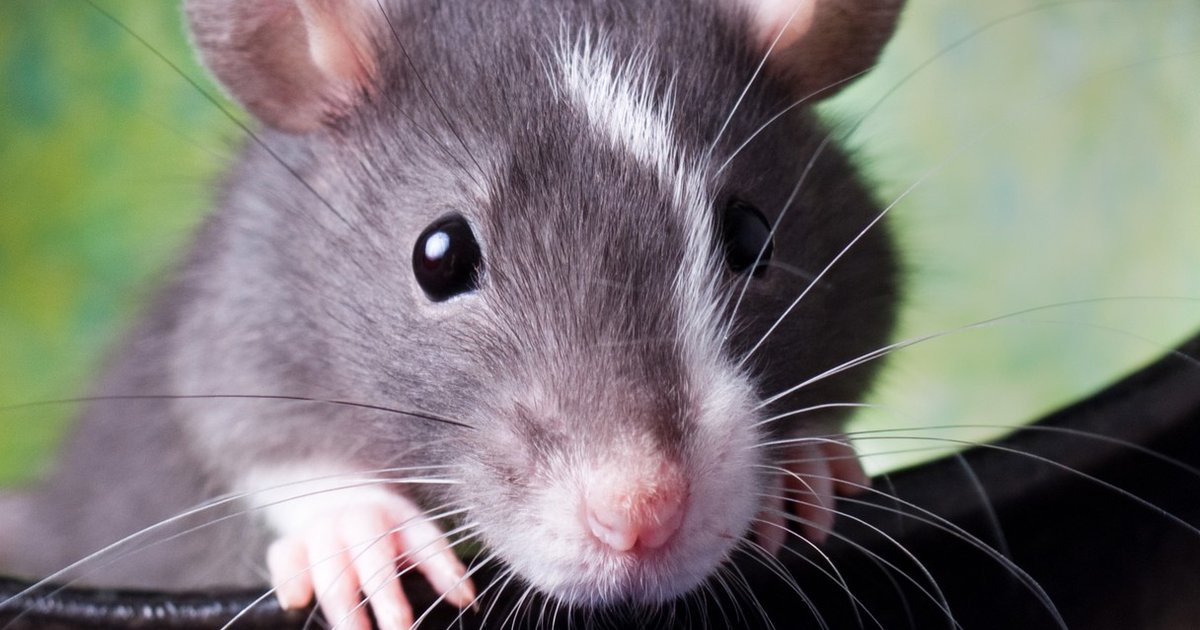 Rats Pick Saving Friends Over Chocolate - The Dodo