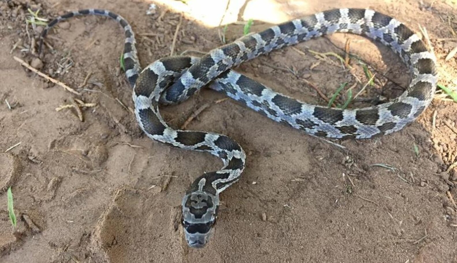 Hipster Snake Was Born With An Ironic Mustache And Sunglasses - The Dodo