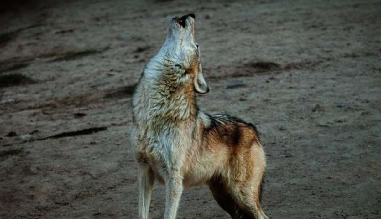 Foxes Echo