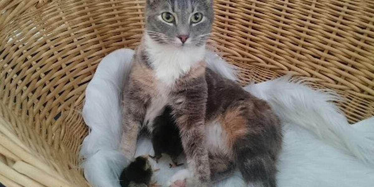 Cat Hears Newborn Chicks Chirping And Decides To Be Their Mom - The Dodo