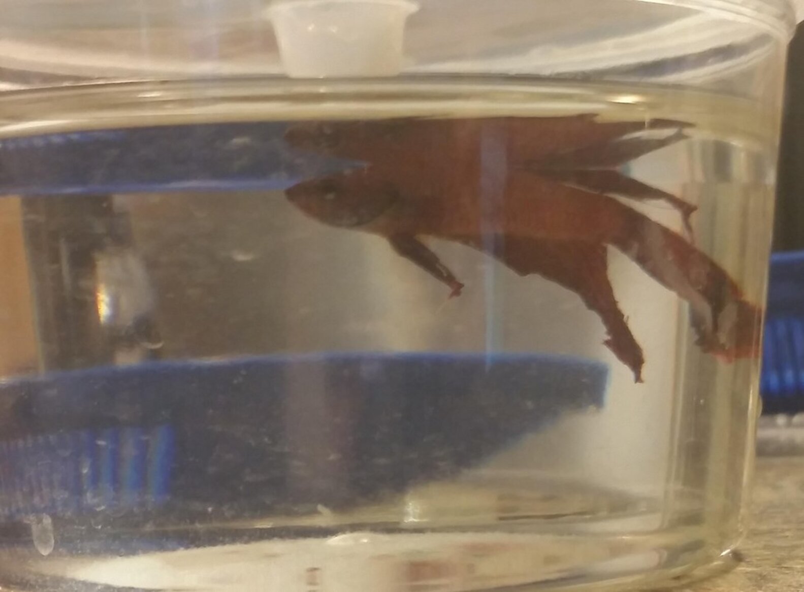 'Dead' Fish Rescued From Pet Store Makes The Most Stunning ...