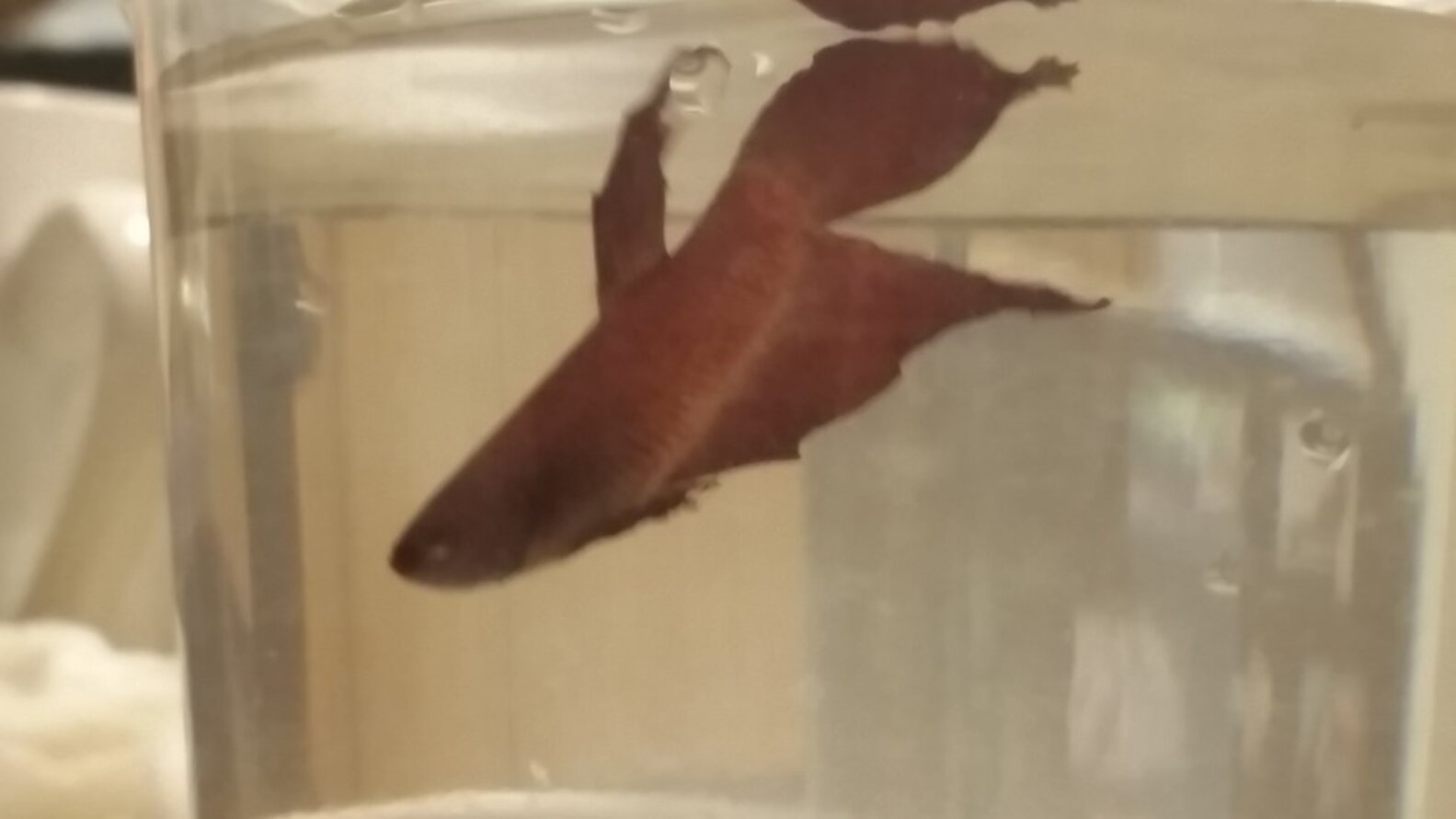 'Dead' Fish Rescued From Pet Store Makes The Most Stunning ...