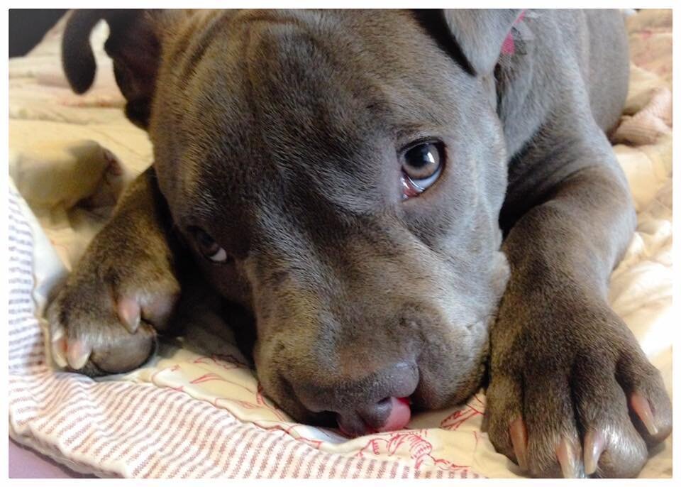 Dog Who Was Born 'Different' Has The Best Smile - The Dodo