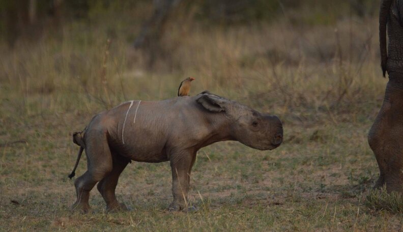 Newborn Baby Rhino Enjoys Her Impossibly Cute First Days On Earth - The ...