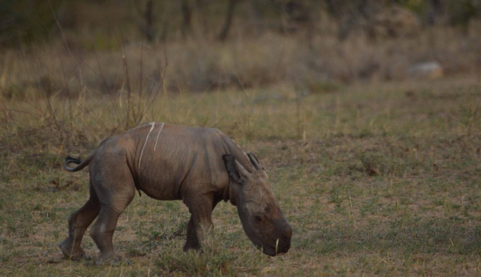 Newborn Baby Rhino Enjoys Her Impossibly Cute First Days On Earth - The ...