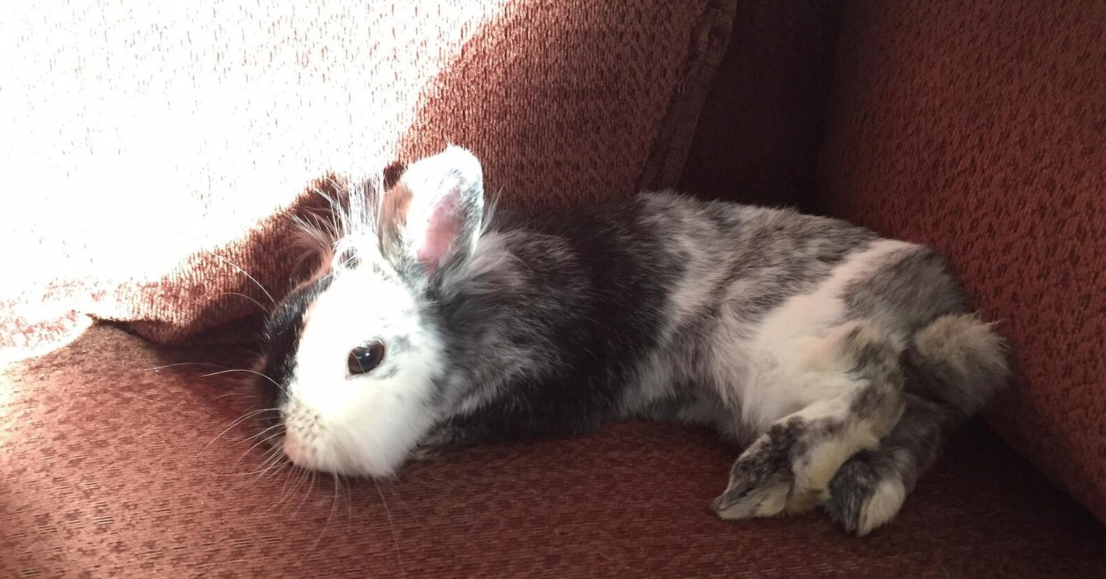 Bunny Saved From Bad Farm Loves To Snuggle With Dad Now - The Dodo