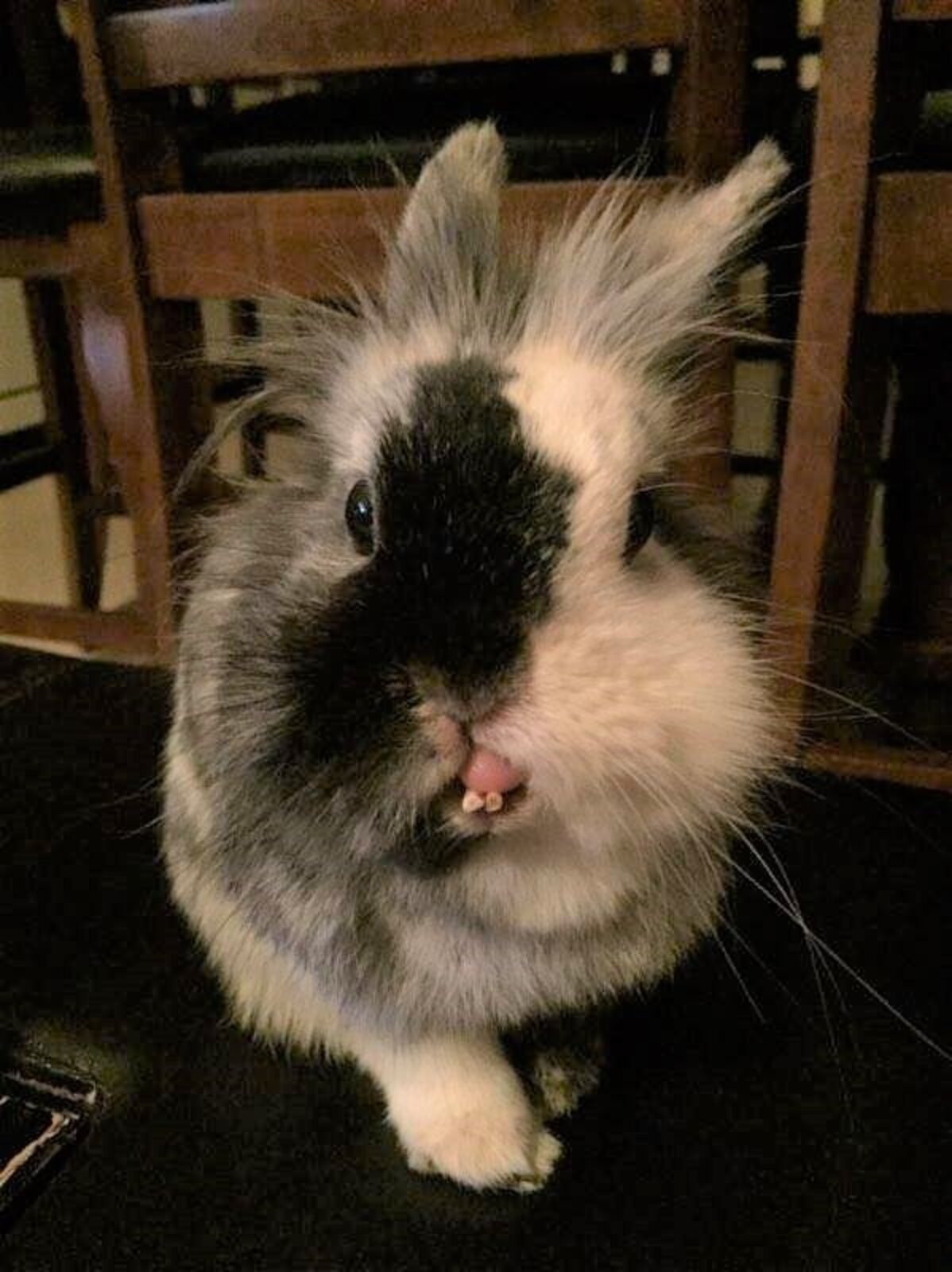 Bunny Saved From Bad Farm Loves To Snuggle With Dad Now - The Dodo