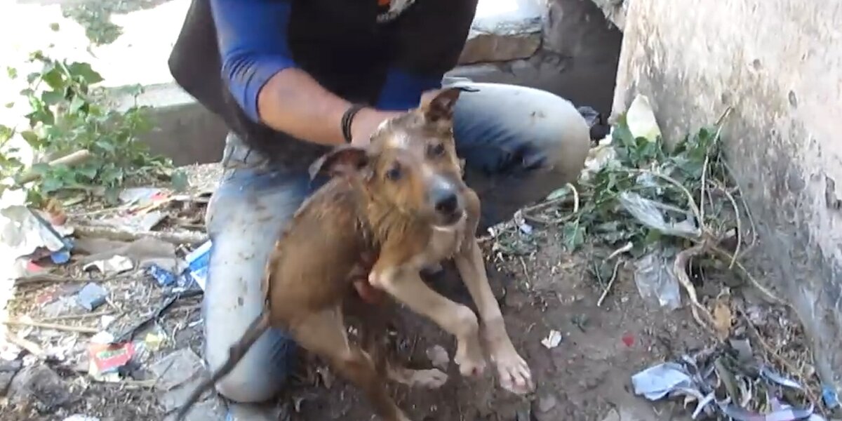Dog Who Was Drowning Gets The Help He Needs Just In Time - Videos - The ...